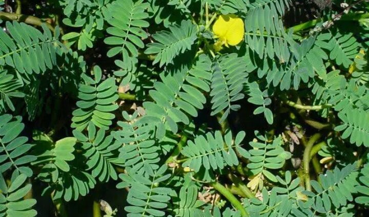 pokok kemam air, kangkung puteri, setangki sedap | Lazada