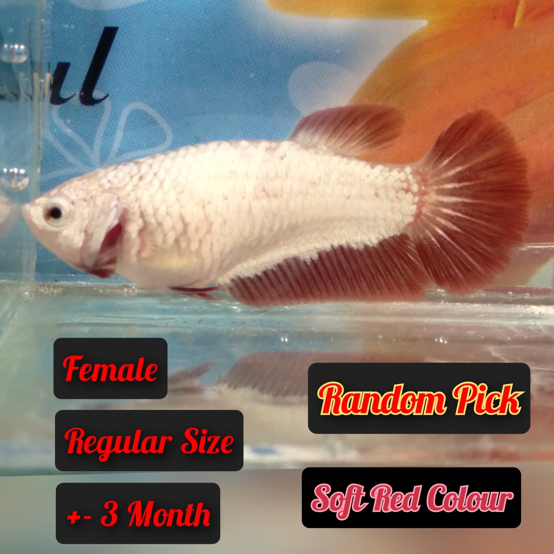 BETTA FISH - RED DRAGON (FEMALE) | Lazada