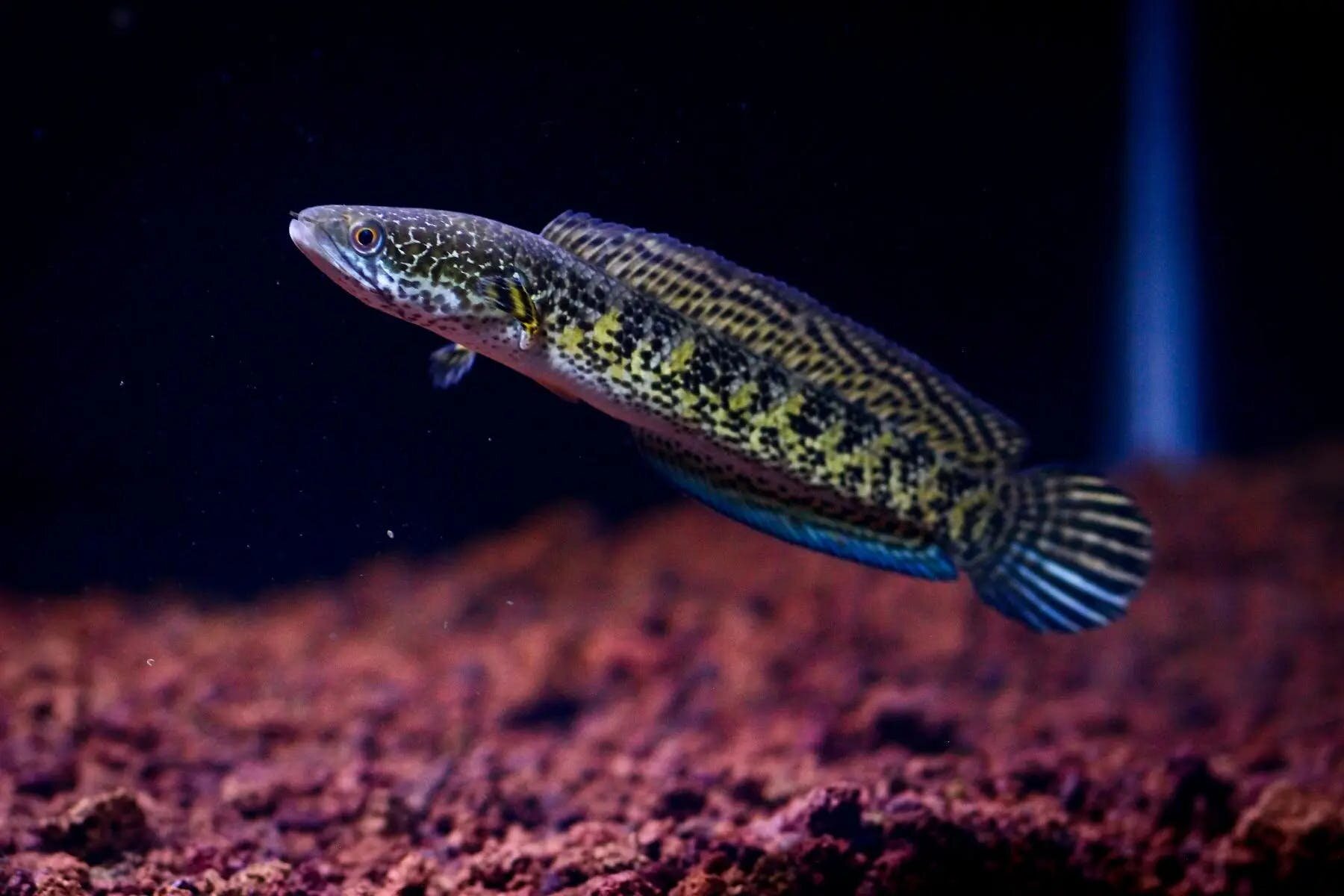 Channa Auranti Cobra freshwater fish (no D.O.A) | Lazada