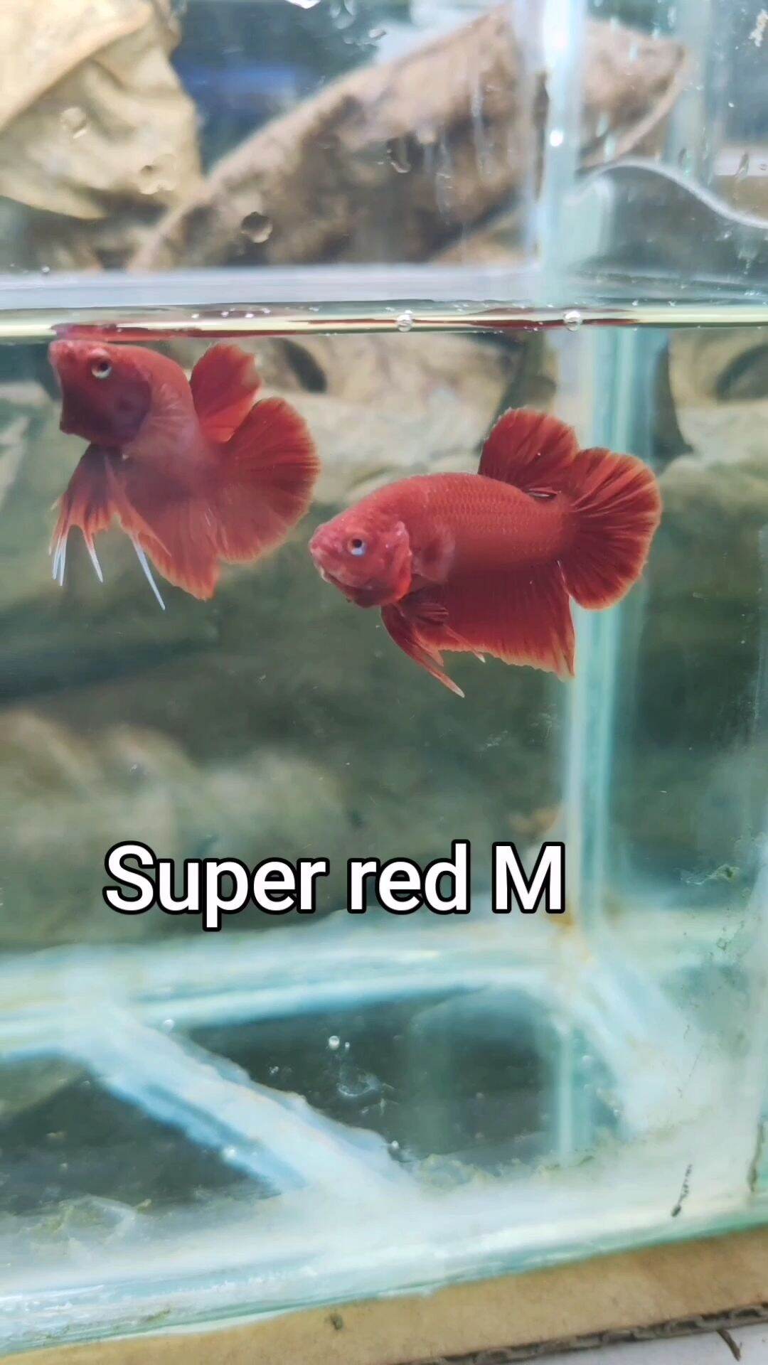 HMPK SUPER RED BETTA /MALE /FISH /3MONTH | Lazada