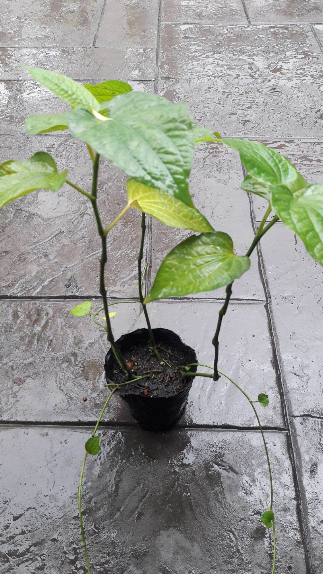 Betel Plant leaf -Pokok Kaduk | Lazada