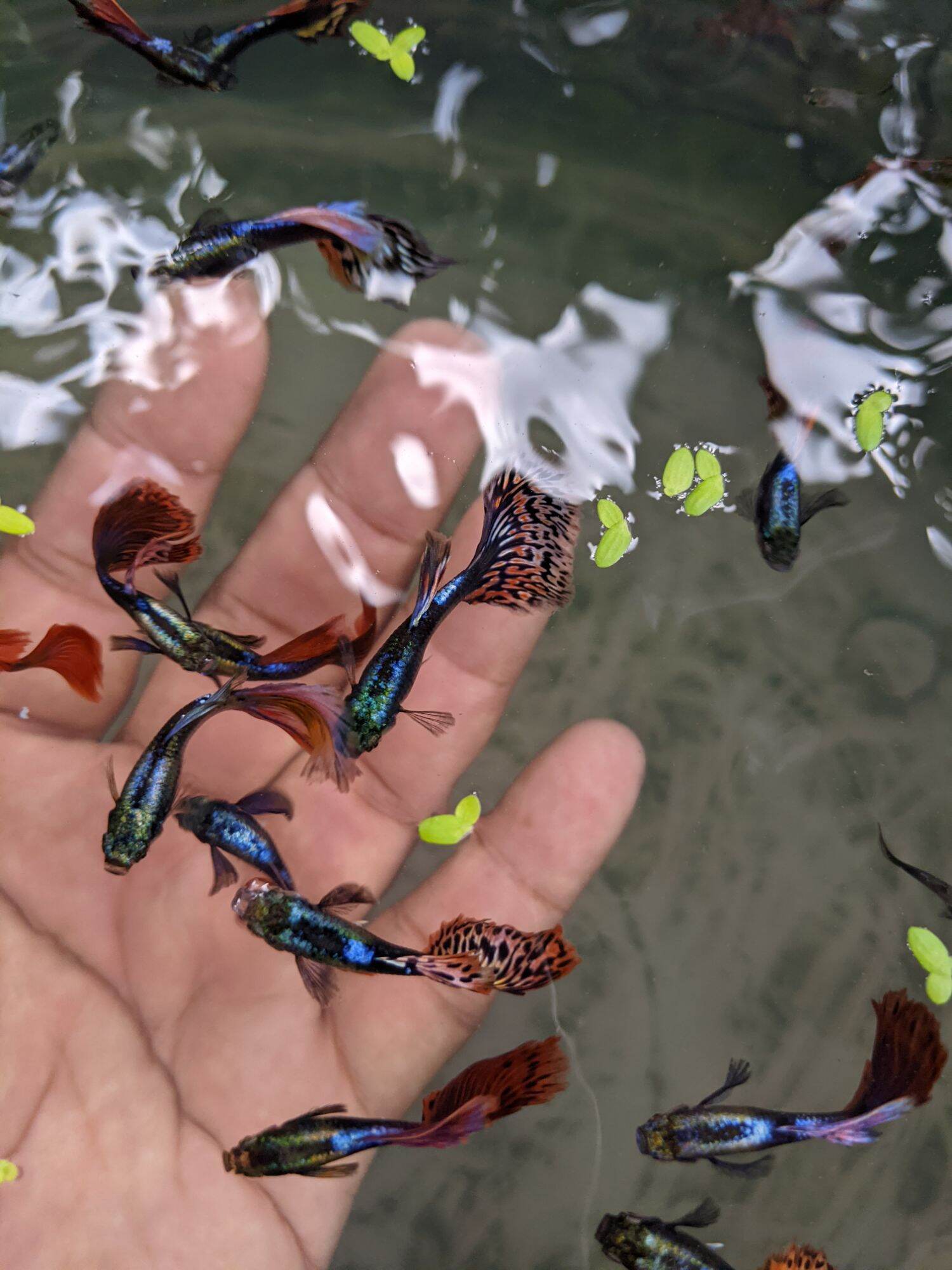 Ikan Guppy/Guppy Fish/ikan pikop😁/Life fish 6ekor | Lazada