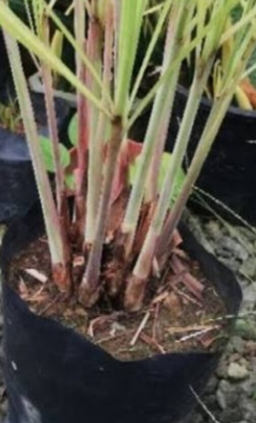 anak pokok serai wangi | Lazada