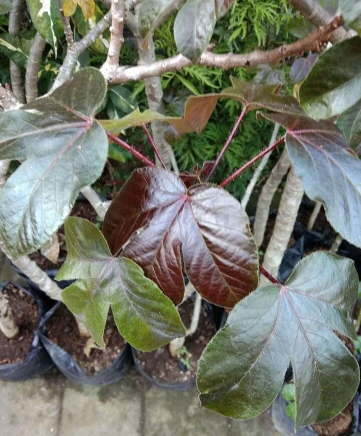 ubat sakit sendi, daun pokok jarak merah, lepas bersalin | Lazada