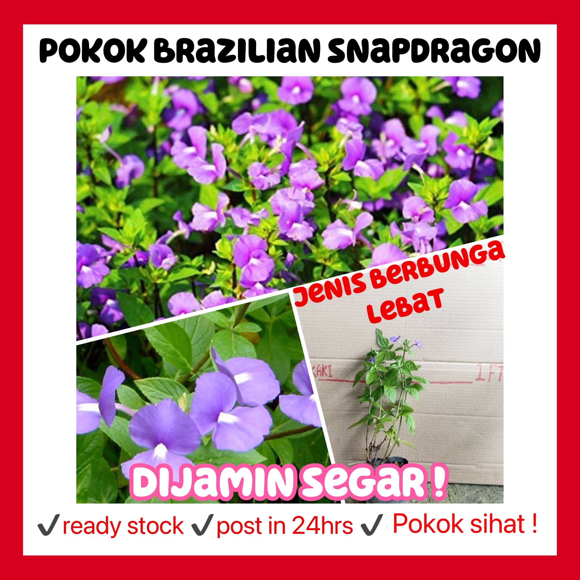 rina • pokok Brazilian snapdragon • otacanthus caeruleus bunga hidup ...