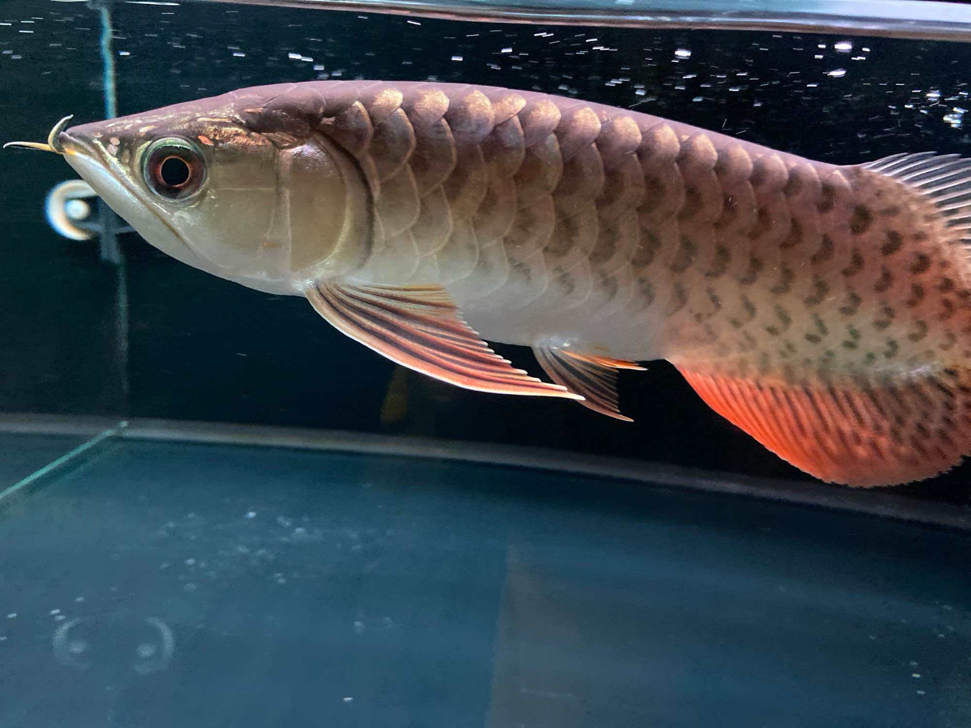 8”+/- inch Cross Back Golden Blue Base Arowana (MGBB) 过背金蓝基龙鱼 | Lazada