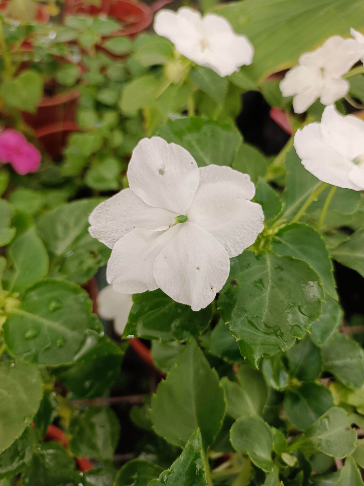 MDC- Impatiens walleriana sapling / Anak Pokok Bunga Impatiens Busy ...