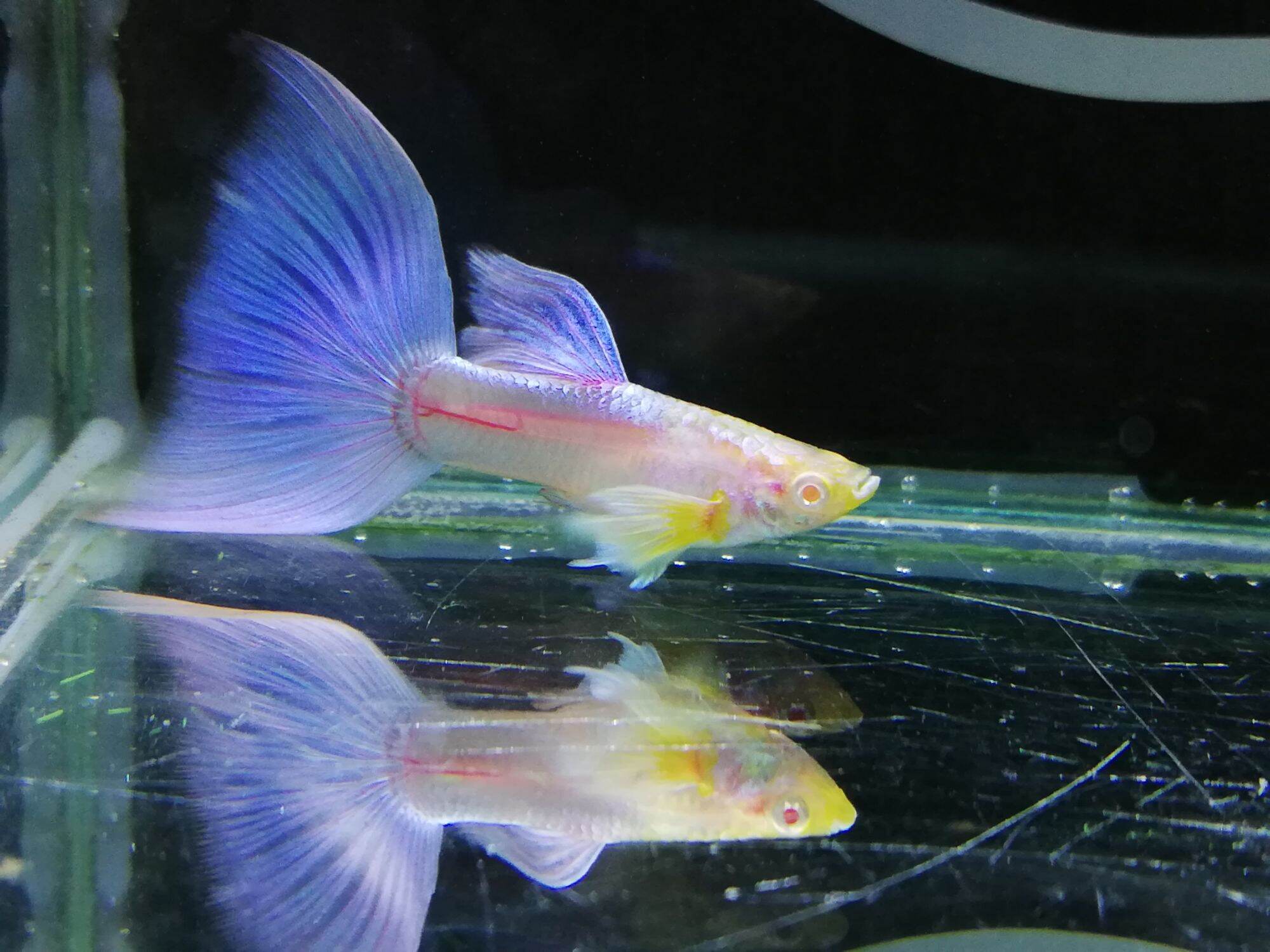 Guppy Albino Sky Blue | Lazada