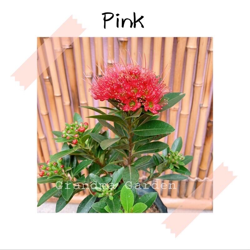 (GG real plant) water banyan ^ bunga jambu golden penda tree ...