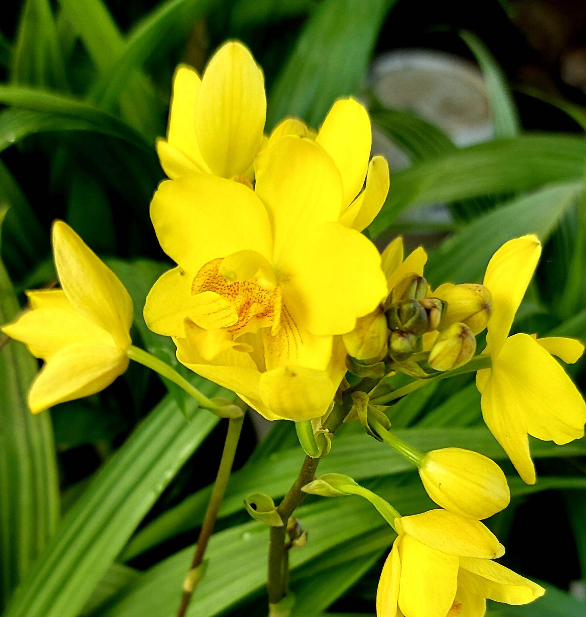 Pokok Orkid Pinang / Orkid Hutan / Rare Orchid sedia berbunga | Lazada