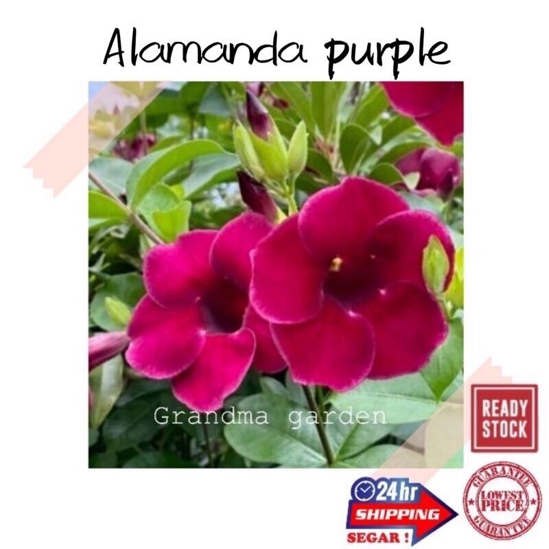 (GG real plant) allamanda purple ^ pokok bunga hidup hiasan rumah luar ...