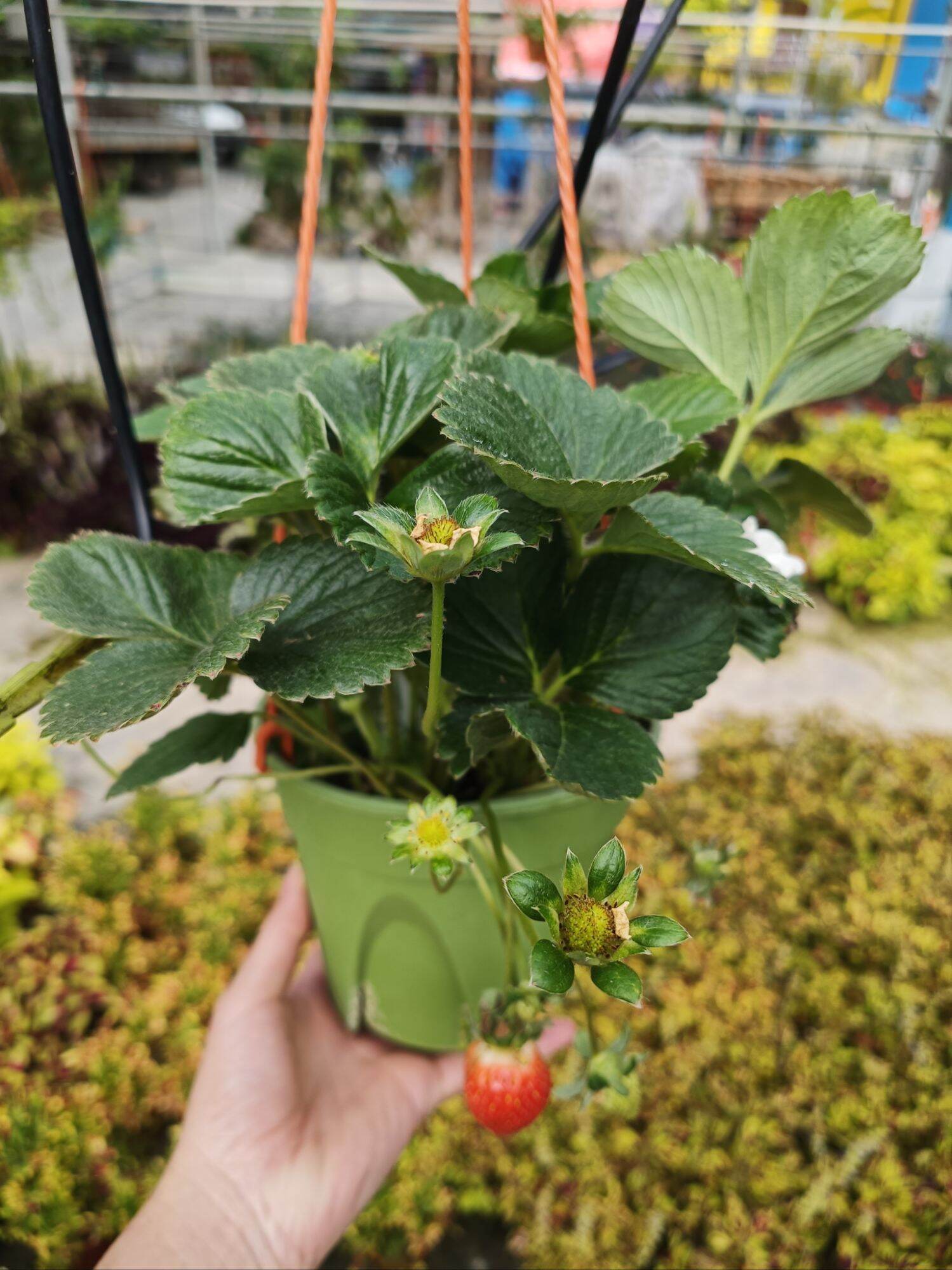 YYT 💮🍓 strawberry pot 🍓（berbuah ）草莓盆栽（有果实）150p Pokok Hidup 🍓 | Lazada