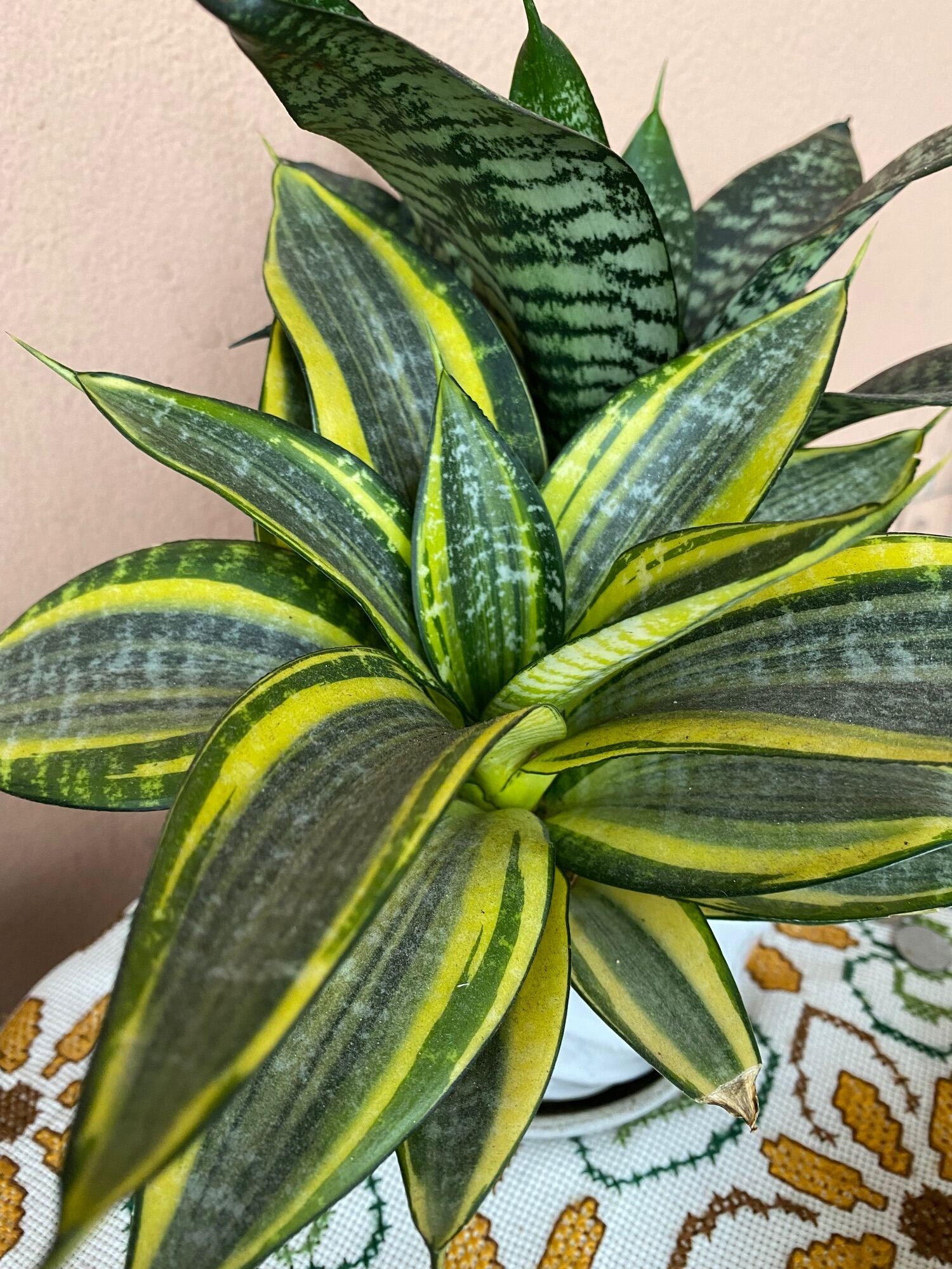 Pokok Lidah Mertua Hijau Kuning Hidup/ Pokok Lidah Jin Hidup/ Pokok ...