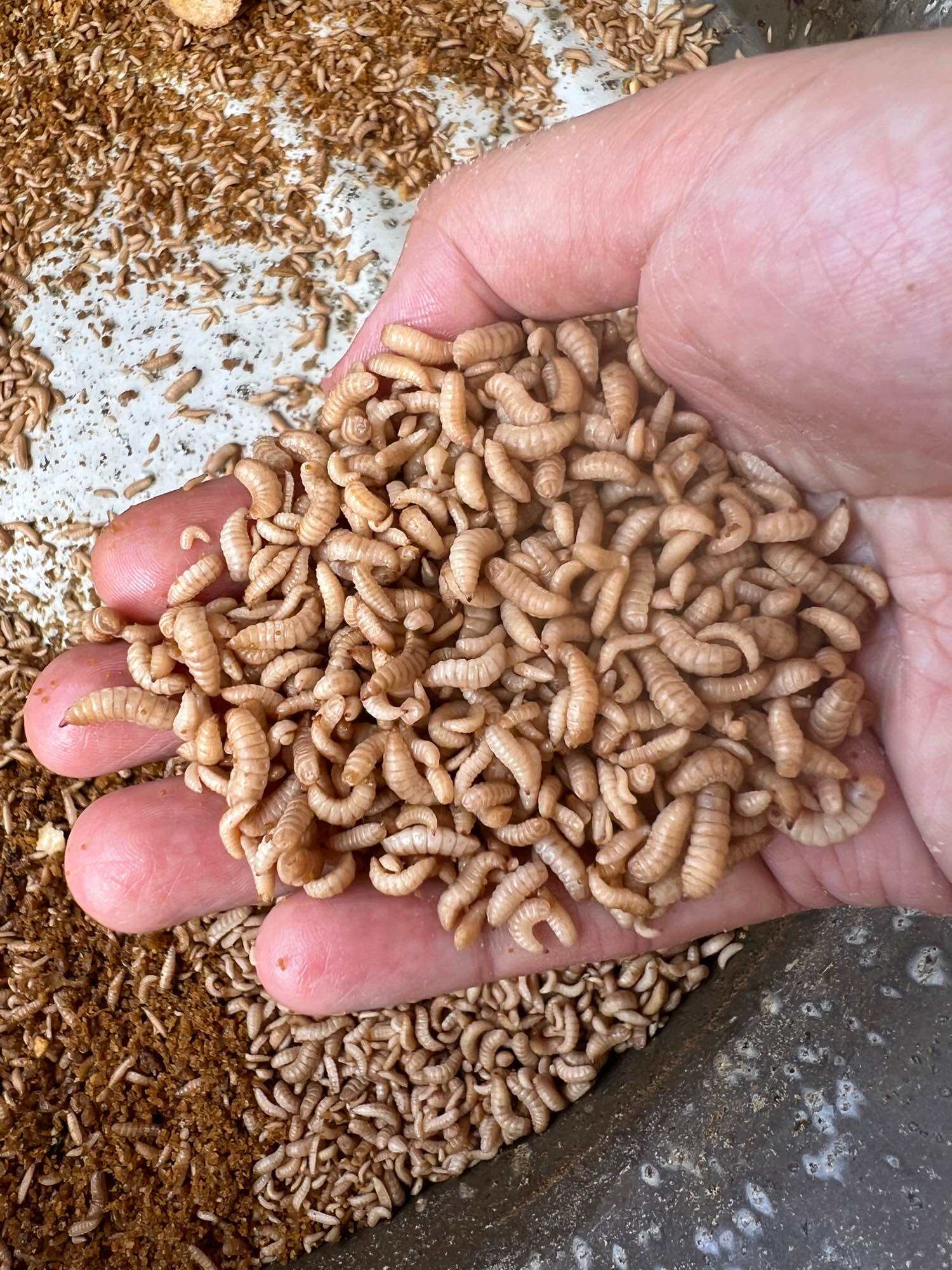 live Black soldier Fly larvae / Feeding-Grade| Insect Sugar Glider ...