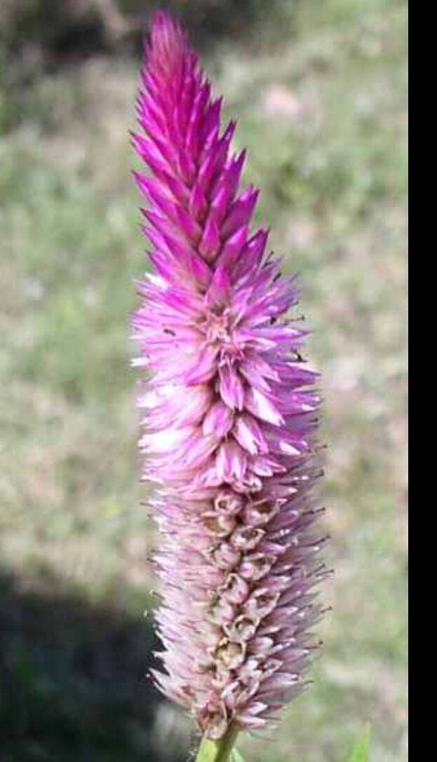 celosia argentea , silver cockscomb plant | Lazada