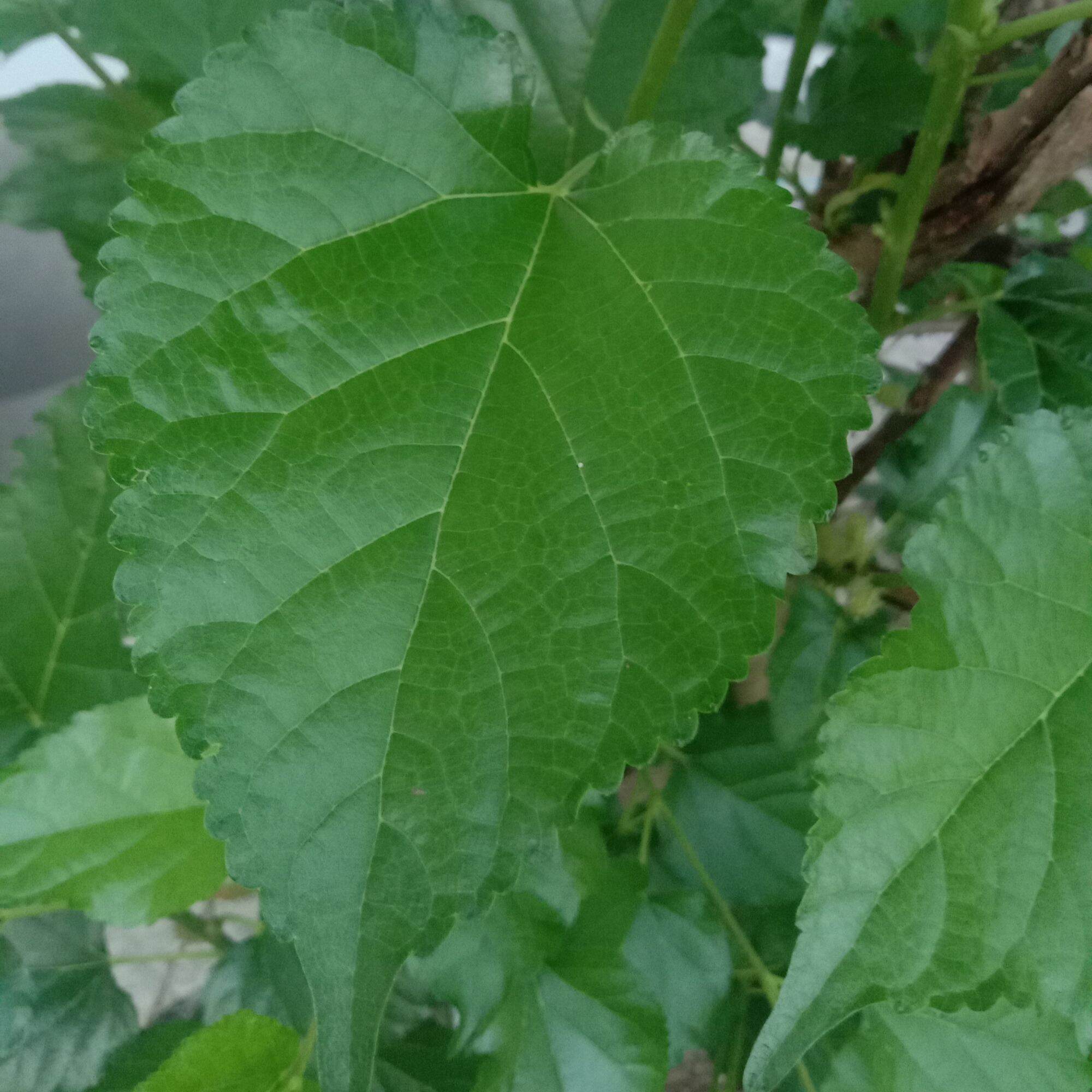 70 HELAI LEBIH DAUN MULBERRY / DAUN MALBERI SEGAR. | Lazada