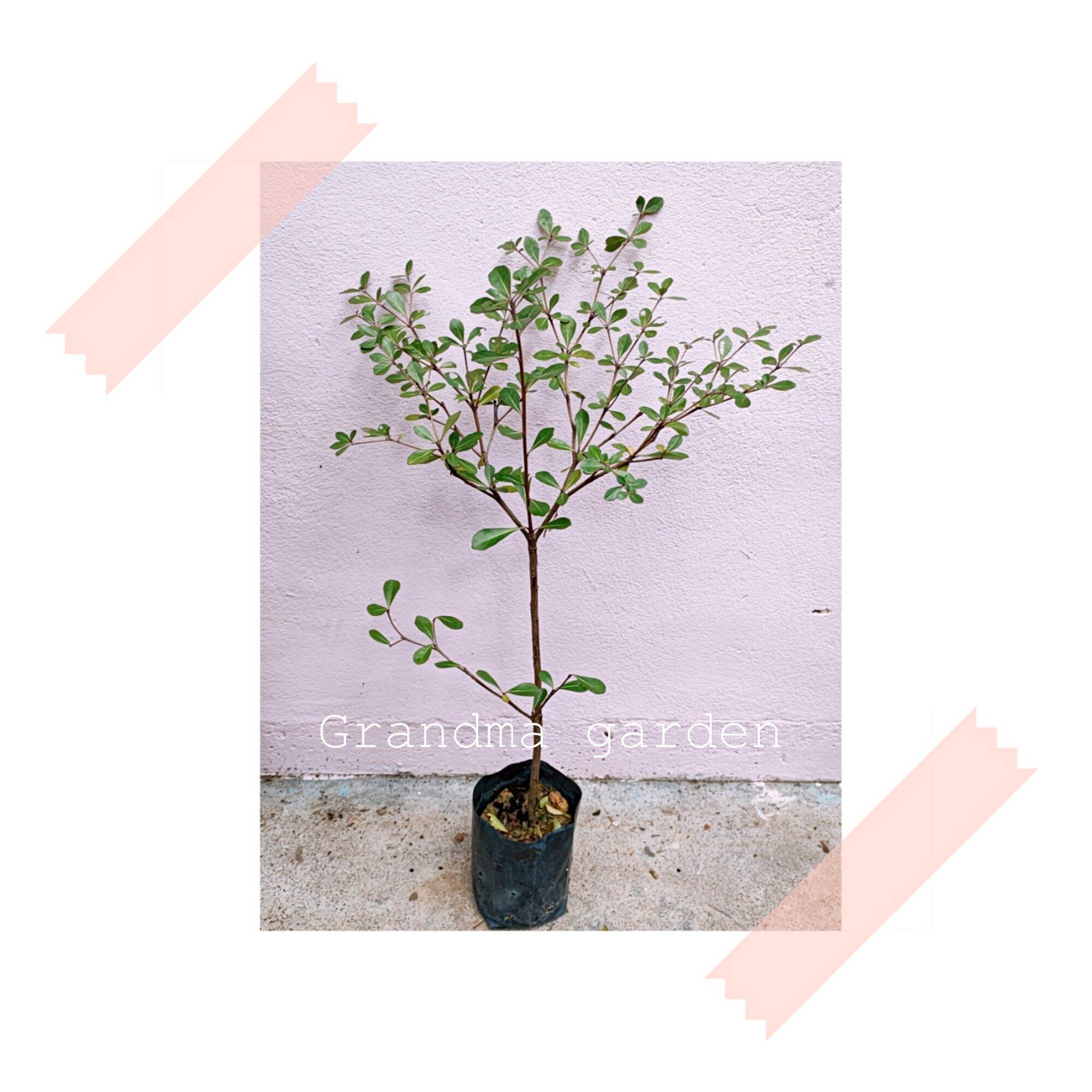 (GG real plant) bucida hijau ^ monineti busida live outdoor plant tree ... (GG real plant) bucida hijau ^ monineti busida live outdoor plant tree ...