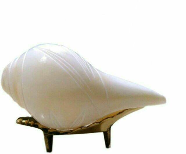 Original & Natural Paal Sangu/Shankh For Pooja | Lazada