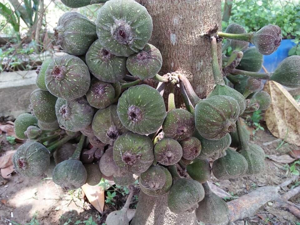 Pokok ara mekah | Lazada
