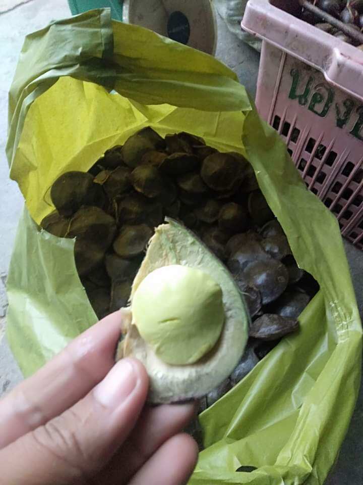 Jering Muda Fresh /1KG | Lazada