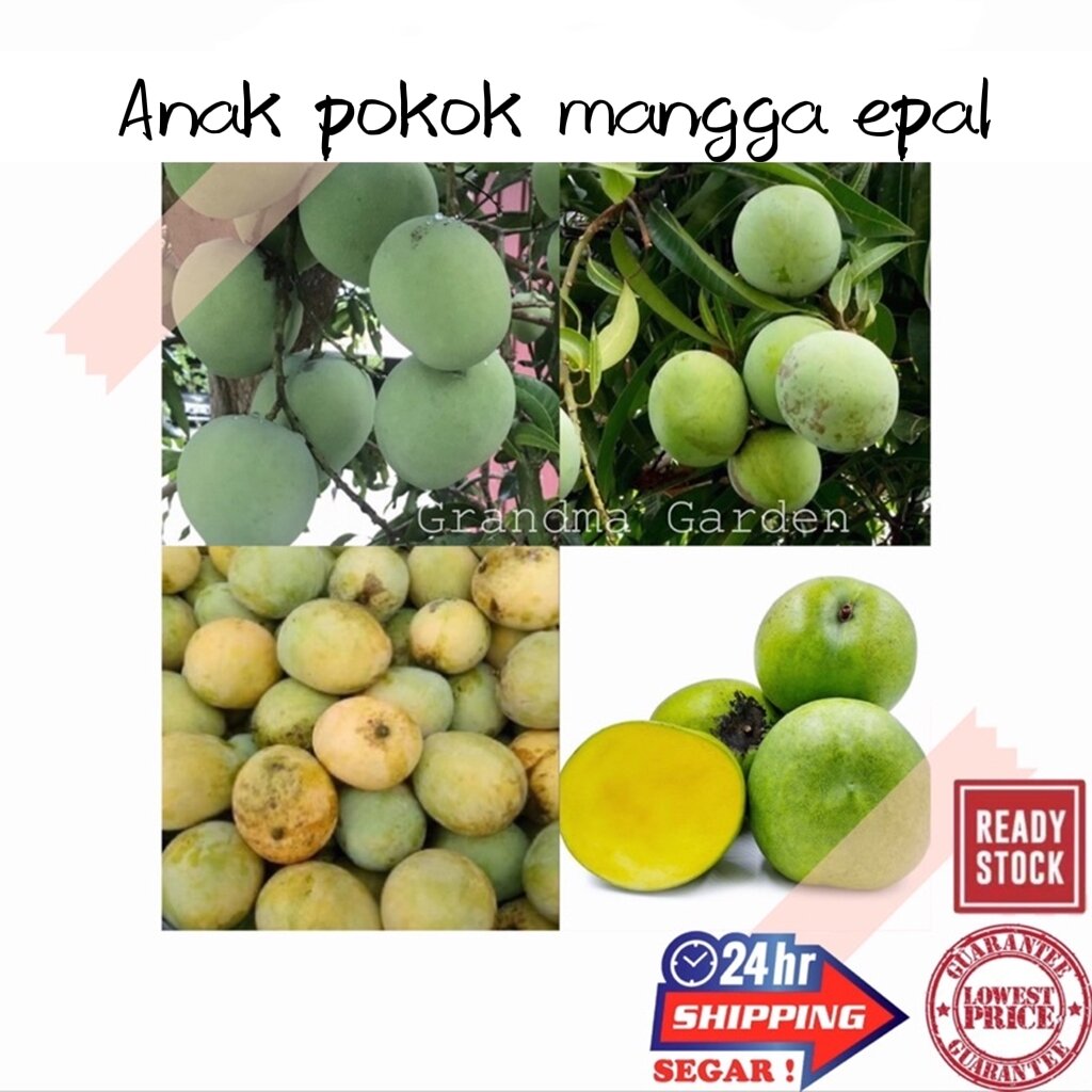 (GG real plant) anak pokok mangga epal ^ cpt berbuah hybrid premium top ...