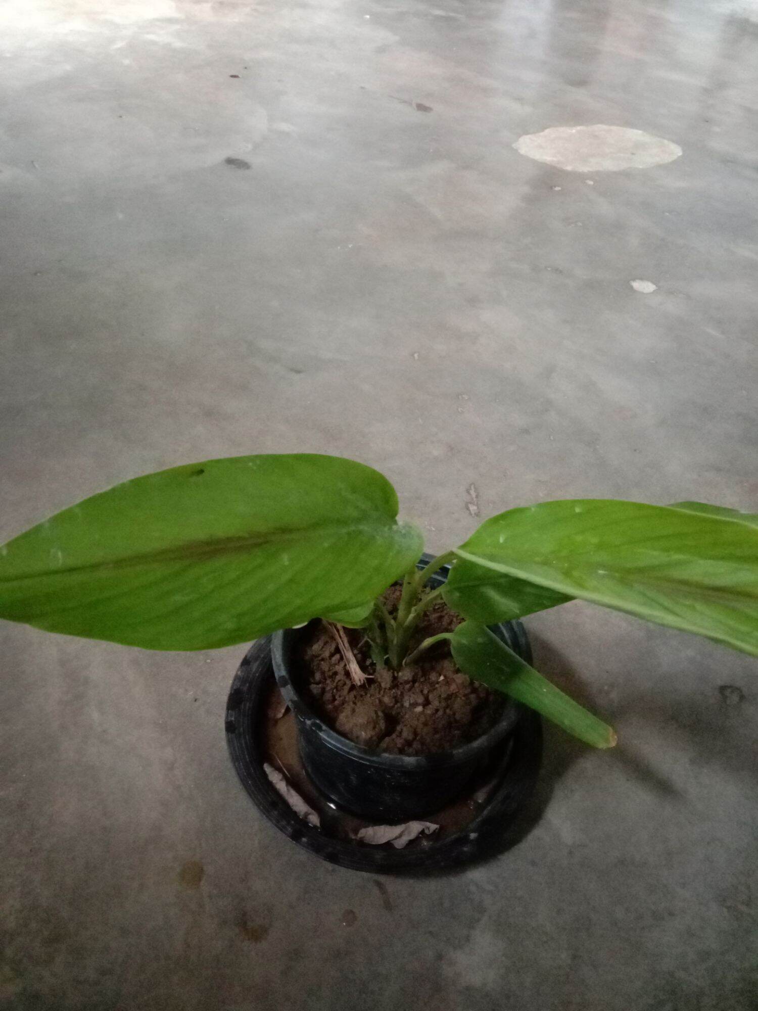 karu manjal | Lazada