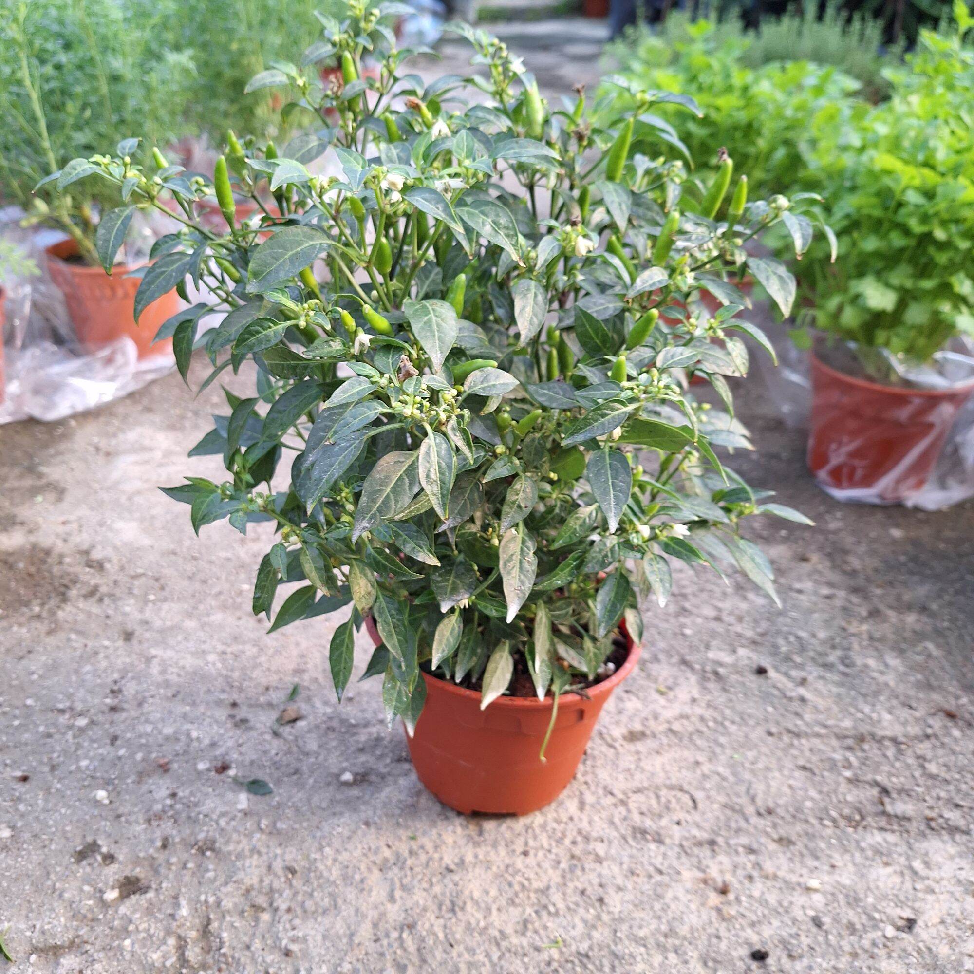 Pokok chili padi masakan pokok hidup | Lazada