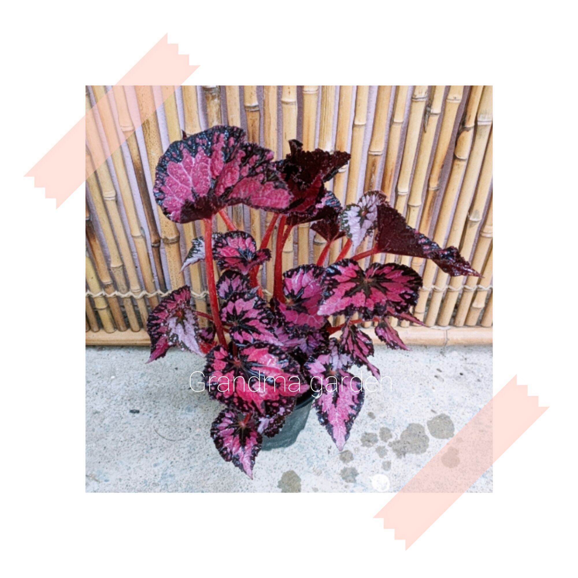 (GG real plant) begonia red rex ^ Pokok hidup hiasan rumah live indoor ...