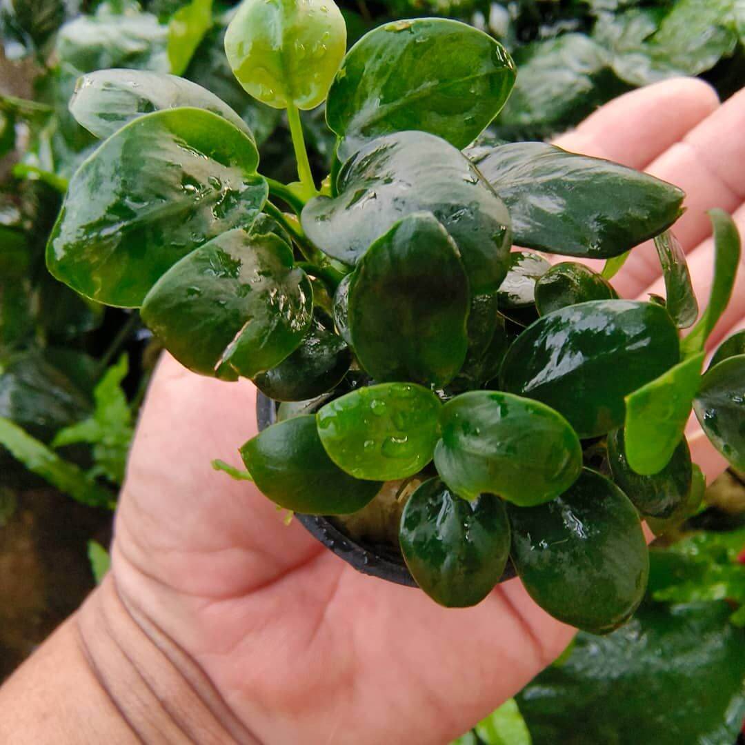 Anubias barteri var nana日本贵妃榕 Var " angustifolia" 金钱榕 " Anubias Nana ...