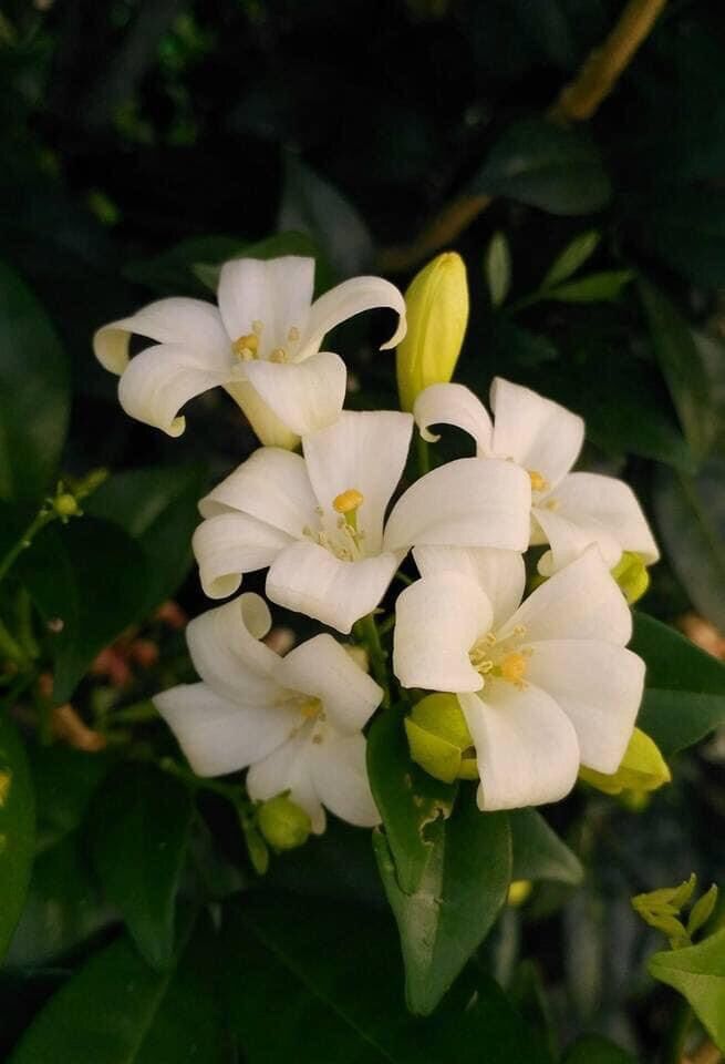 Pokok bunga wangi kemuning sanggul, kemuning biasa, jumbo dan katik ...