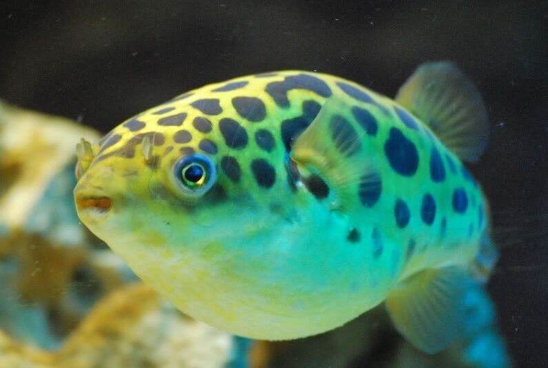 IKAN BUNTAL / PUFFER FISH 2 EKOR {1.5IN") | Lazada