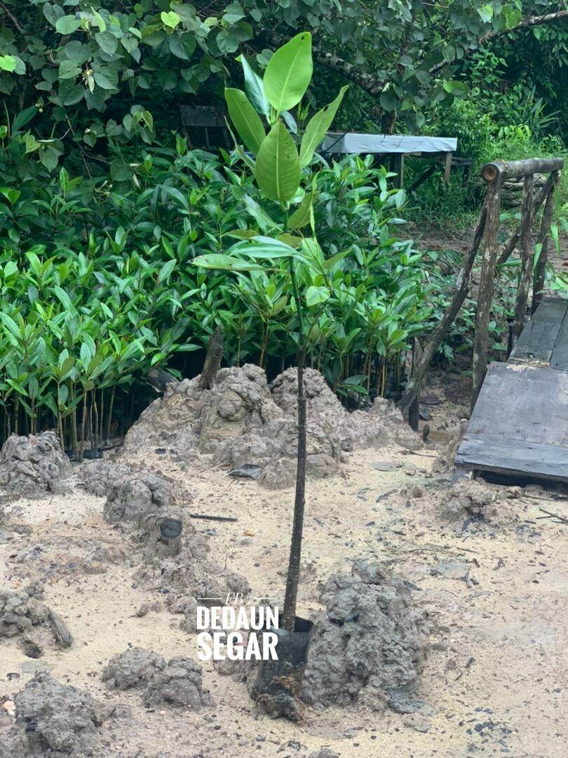 Aneka Anak Pokok Bakau | Lazada
