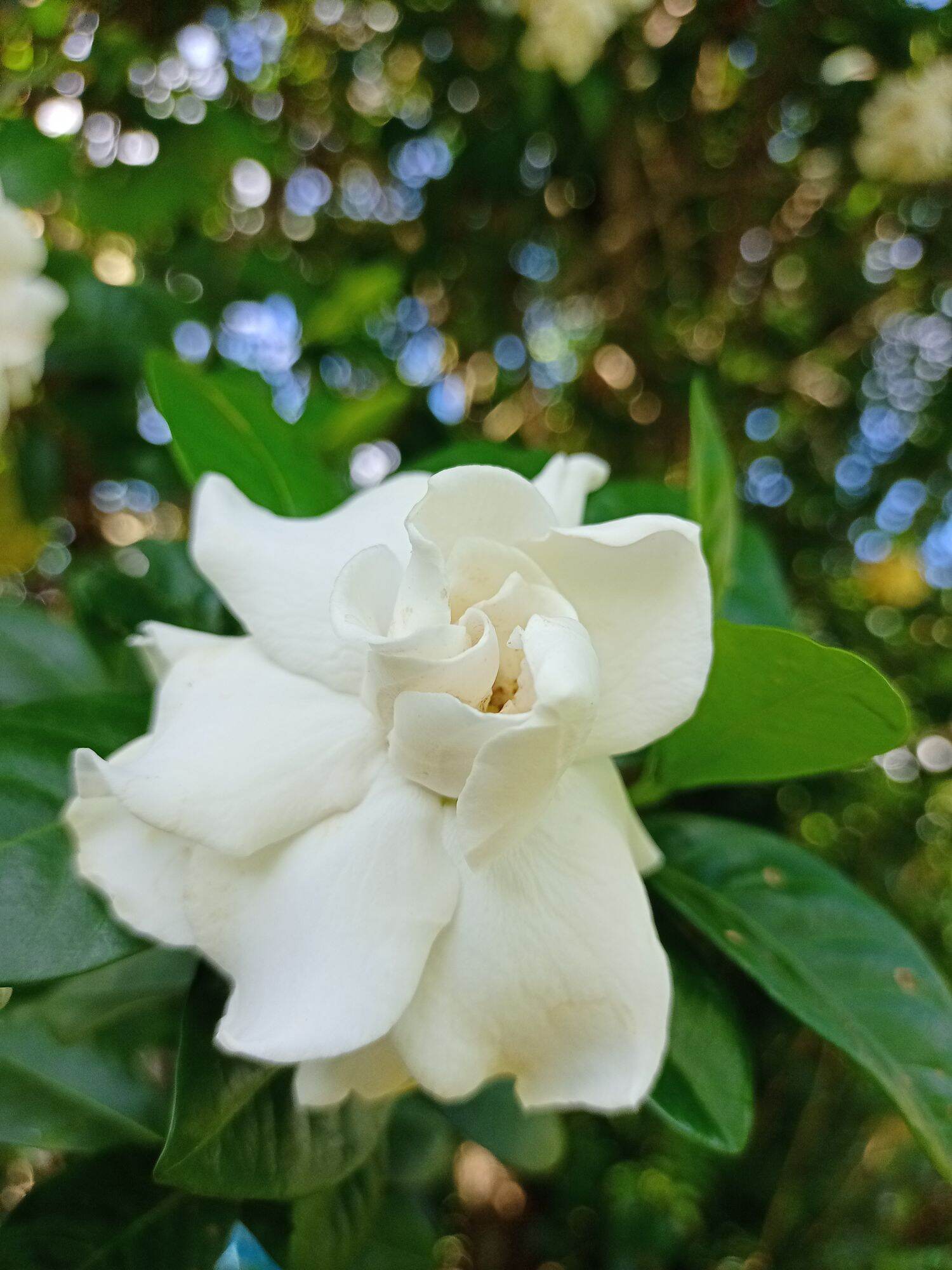 bunga cina / gardenia (keratan pokok) bunga wangi - fresh cutting | Lazada
