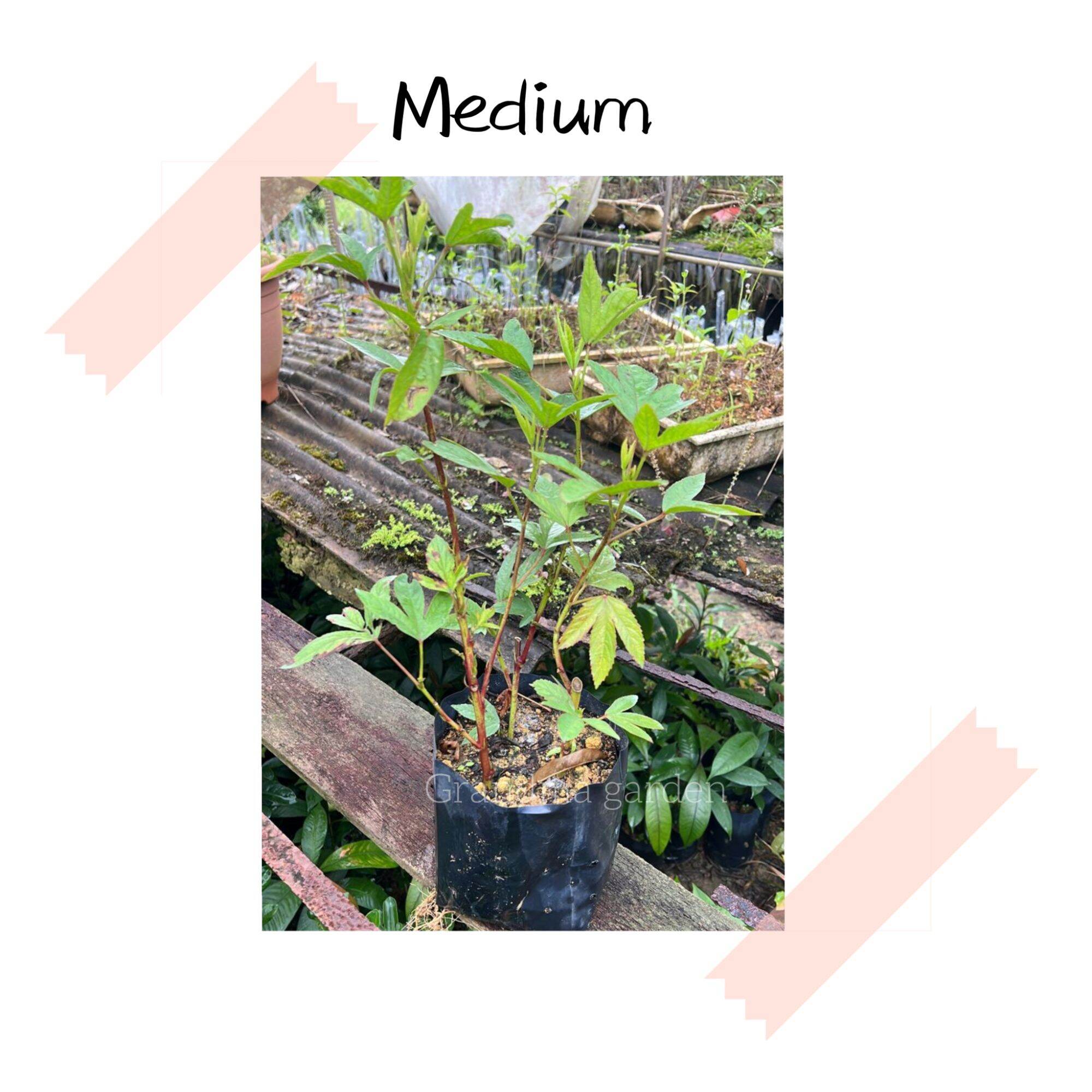 (GG real plant)roselle ^ anak pokok buah rozel live indoor house plant ...