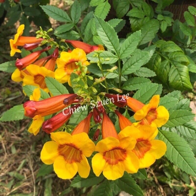 Pokok tecoma stans yellow bells, sparky, flaming bells, orange jubilee ...