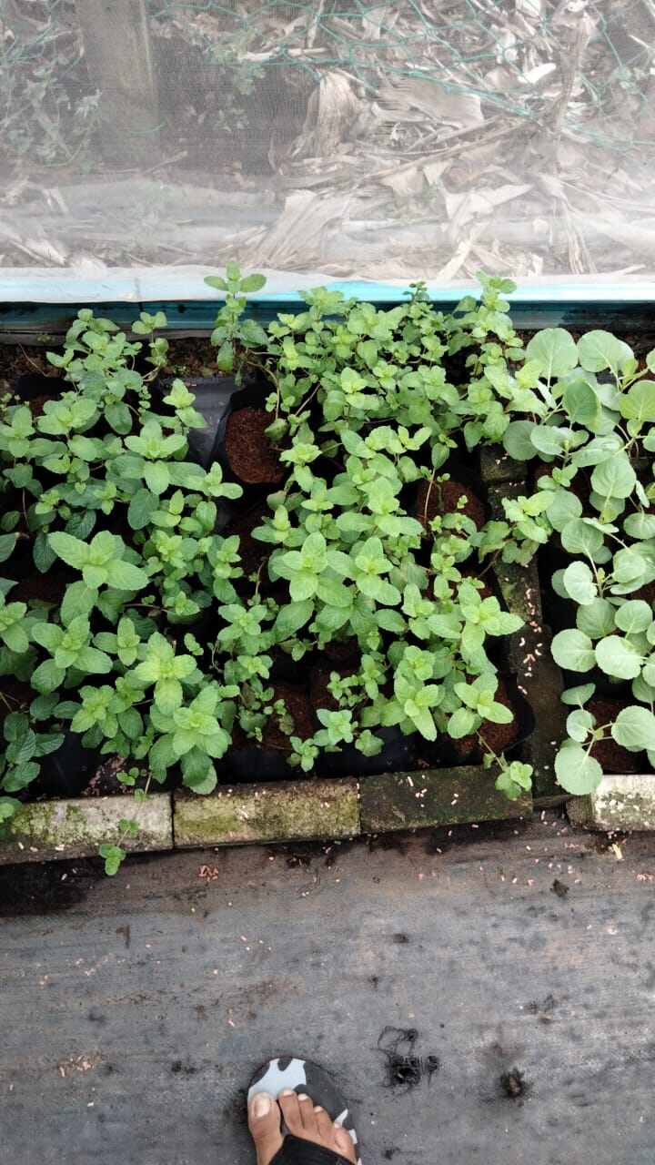 Benih Pokok Pudina | Lazada