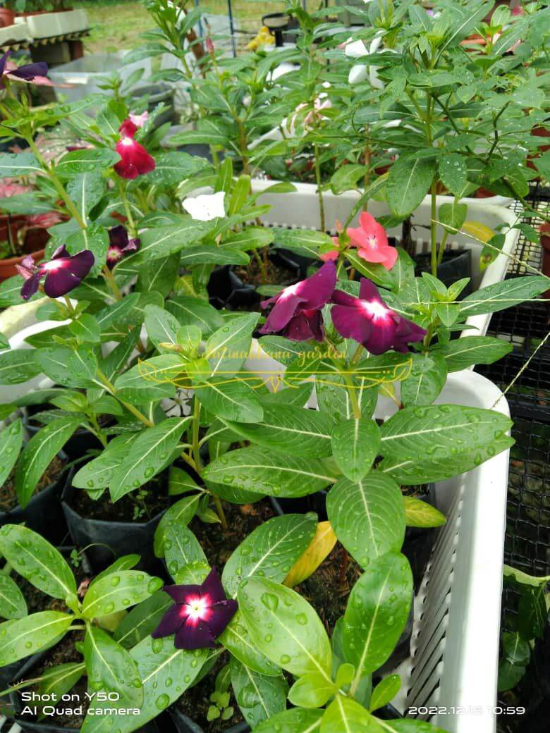 POKOK BUNGA VINCA / KEMUNTING CINA | Lazada