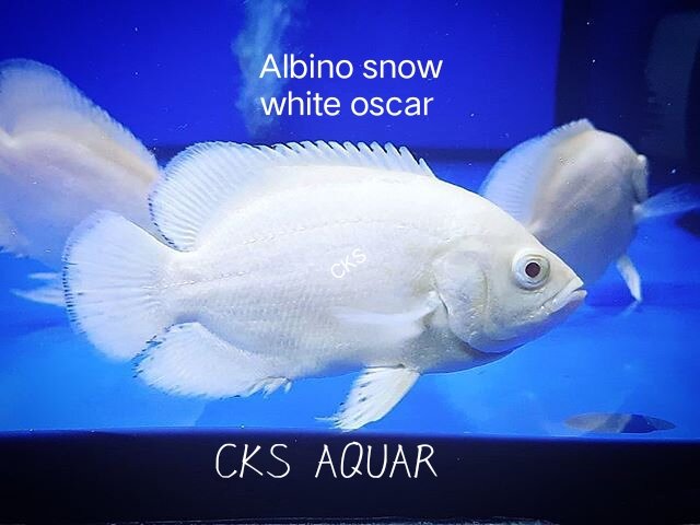 Albino snow white oscar(2inci)thailand | Lazada