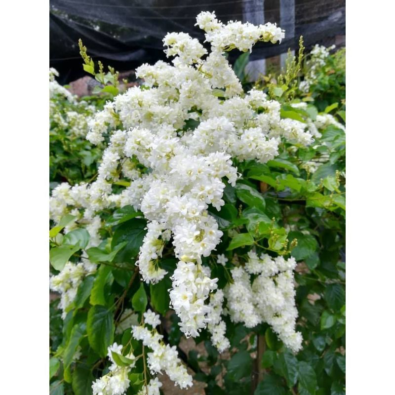 porana volubilis hybrid berbau wangi dan berbunga lebat ( REAL LIVE ...