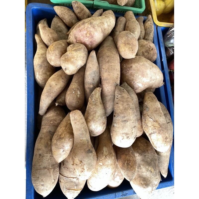 2kg Ubi Yacon | fresh Yacon 雪莲果from Cameron highlands | Lazada