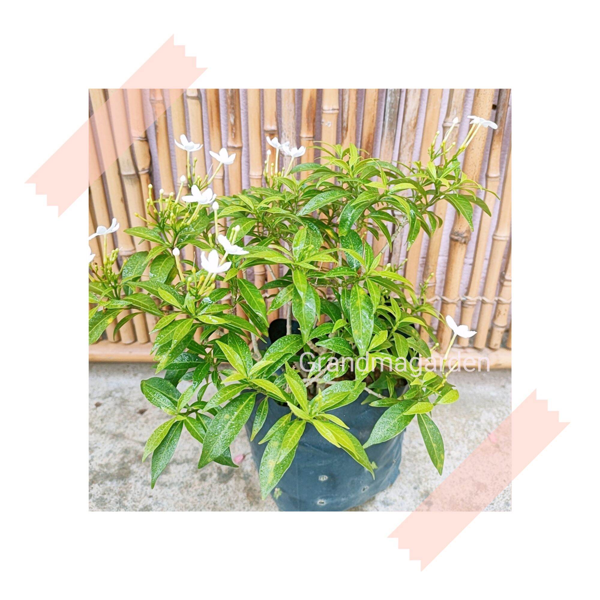 (GG real plant) tabernaemontana divaricata ^ bunga susun kelapa wangi ...