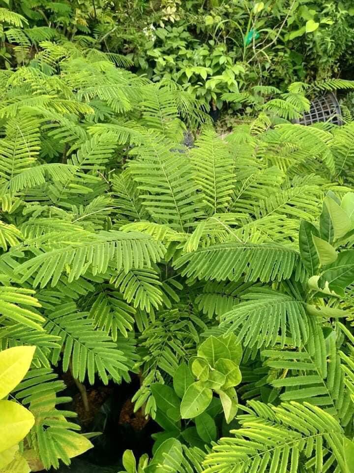 Pokok ulam cha om - berbau petai | Lazada