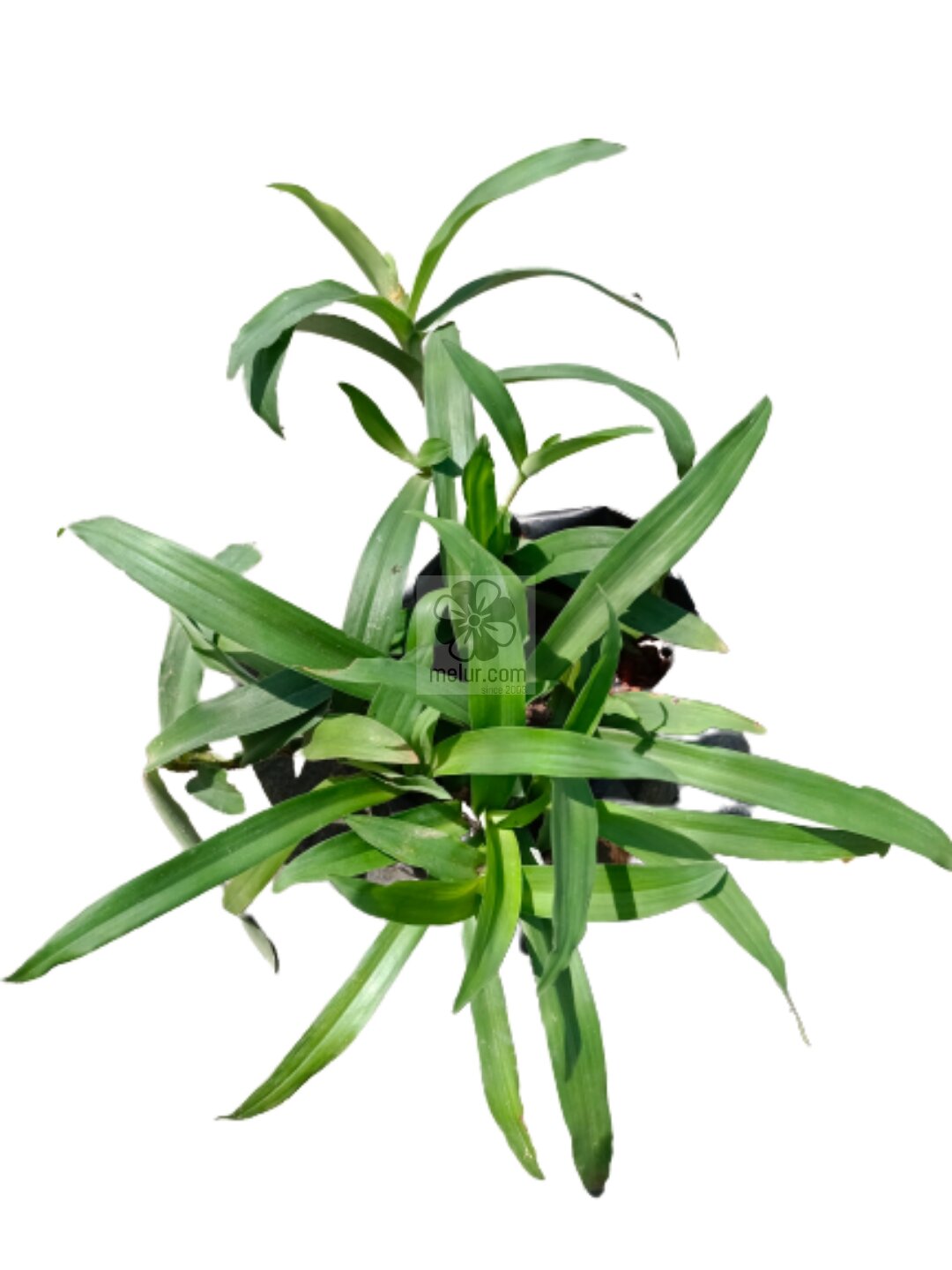 MM- Anak Pokok Rumput Beijing / Murdania grass sapling / pokok kecil ...