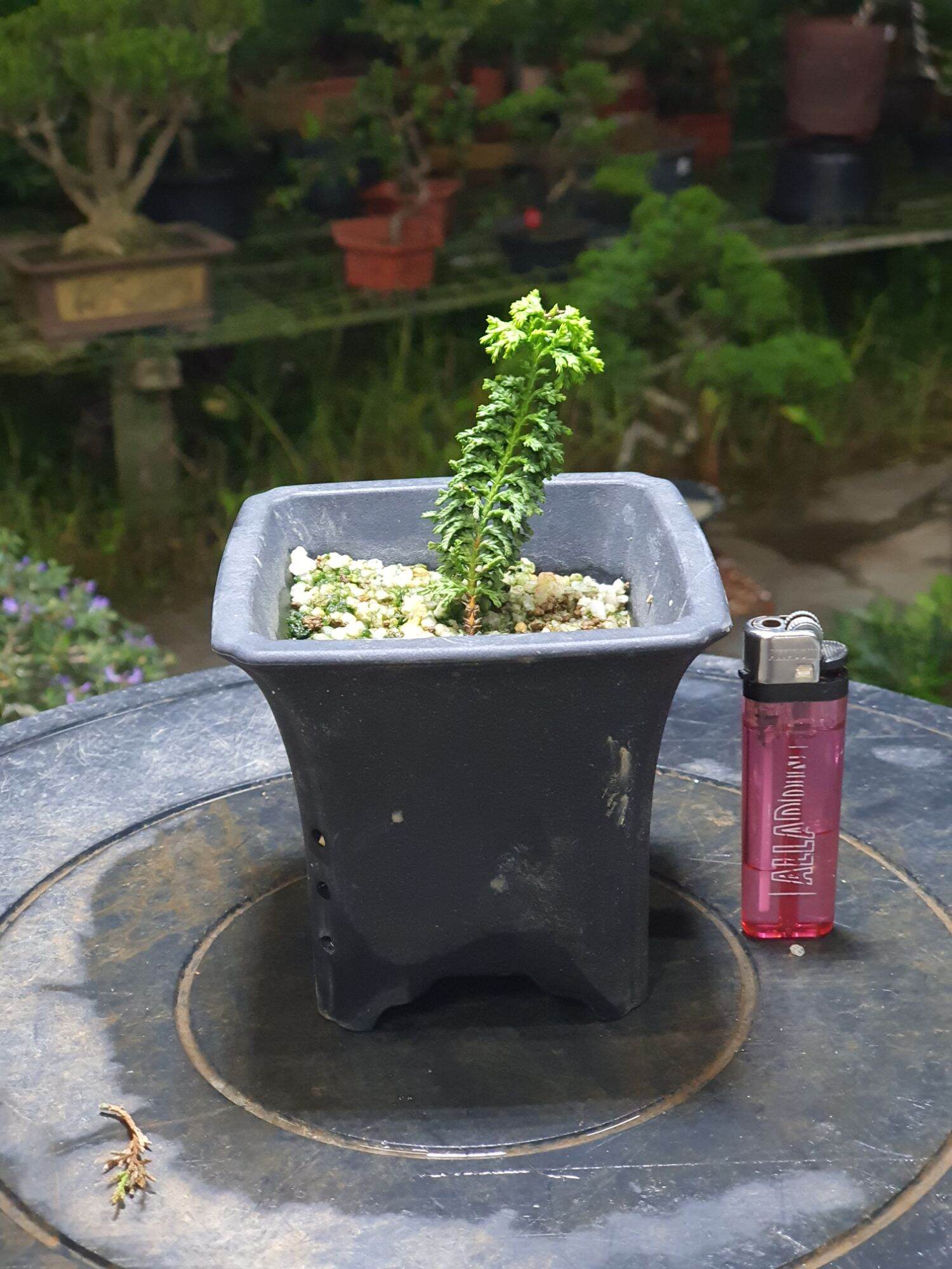 Sabina chinensis 石化檜小苗 | Lazada