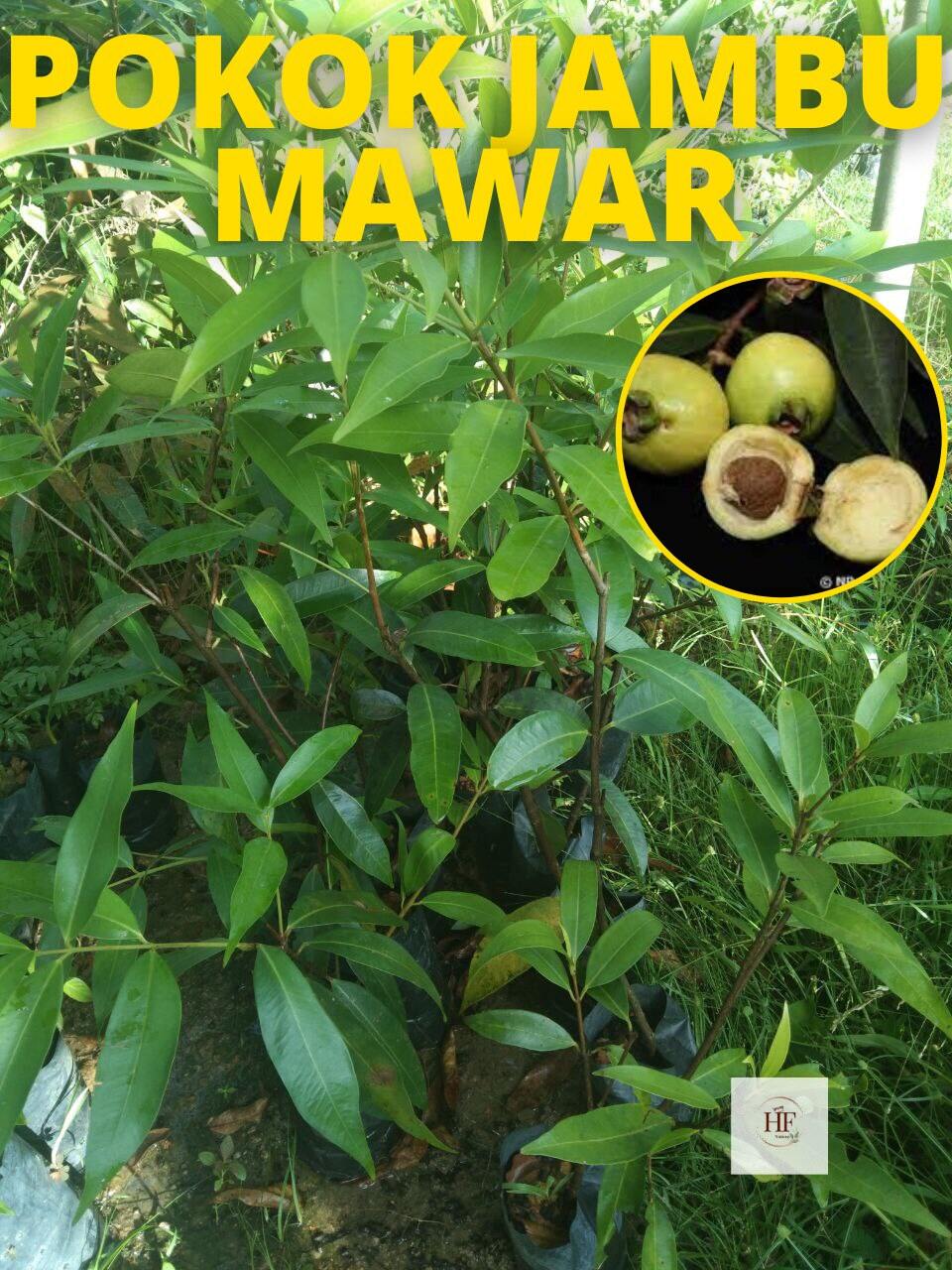 Pokok Jambu Mawar/Rose Apple Hybrid manis baja buah | Lazada