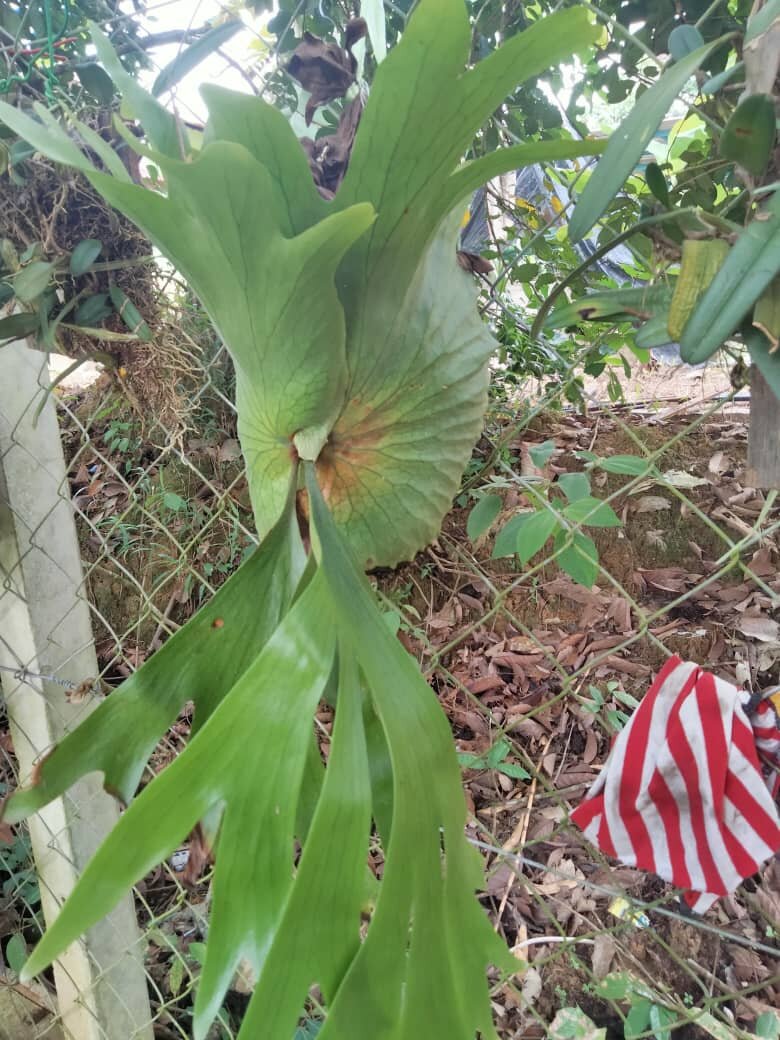 pokok tanduk rusa medium, Pakis Tanduk Rusa atau Staghorn ferns ...