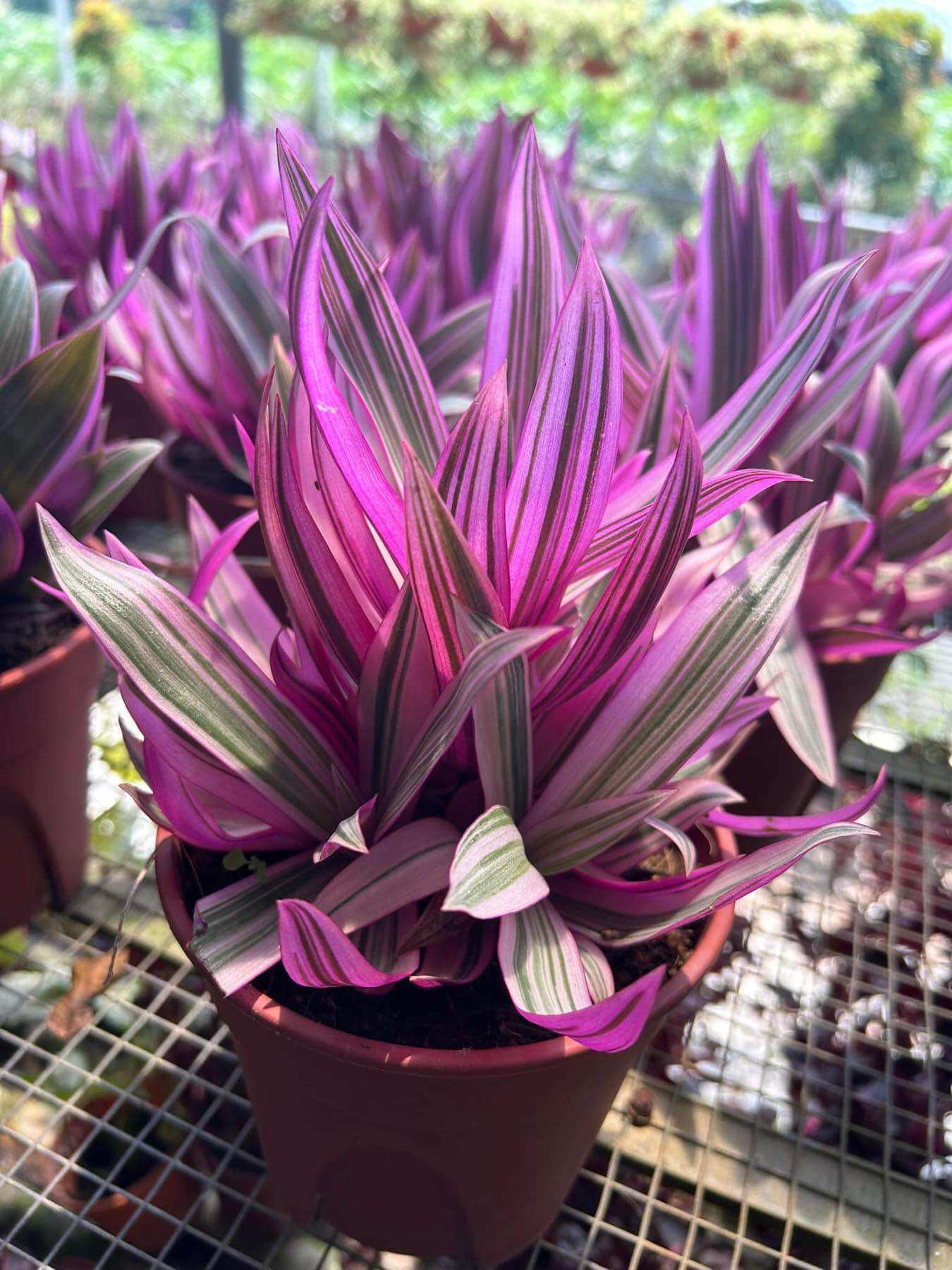 Tradescantia spathacea tricolor /RHOEO discolor/紫露兰帮助睡眠叶子香味净化空气吸收二手烟 ...