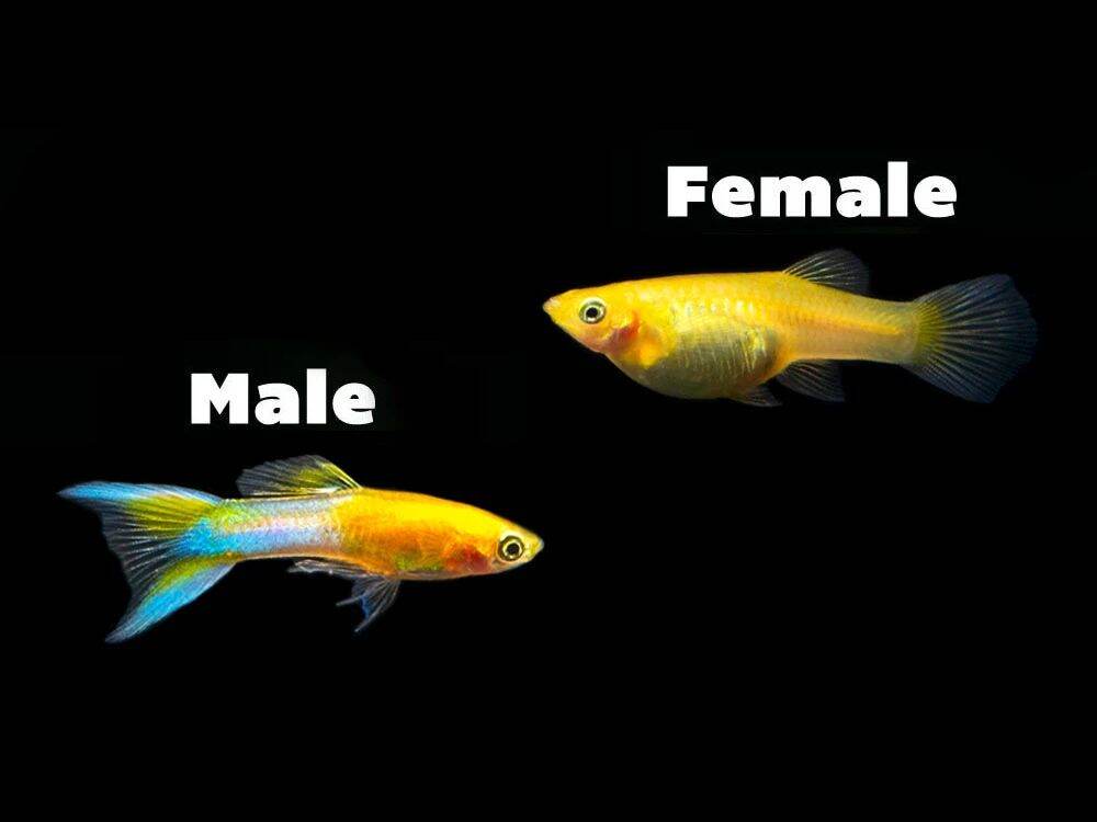 aquscape fish double tail blonde blue japan endlers guppy MALE ONLY1 ...