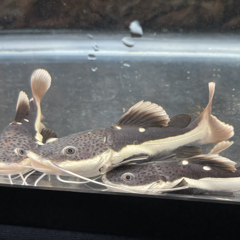 Red Tail Catfish | RTC | 3 inch+ Live Fish | Lazada