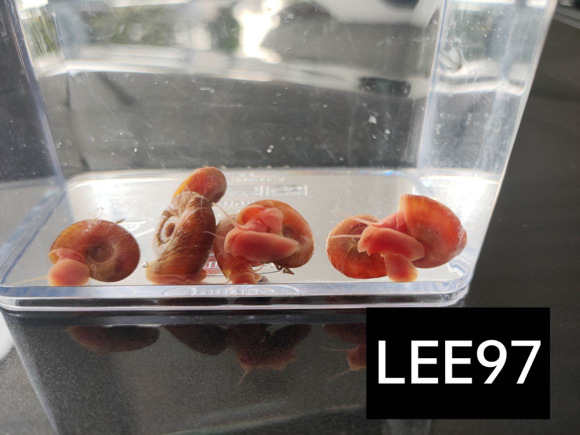 Red apple snail LEE97 Red Ramshorn Snail siput epal红苹果螺 鱼缸清洁螺 | Lazada